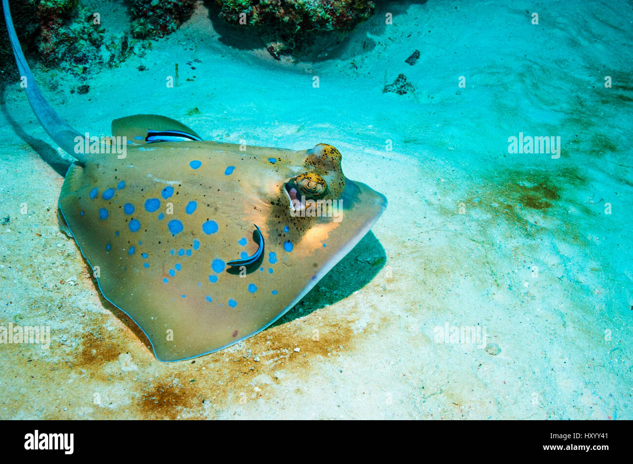 Bluespotted ribbontail ray (Taeniura lymma) with Cleaner wrasses ...