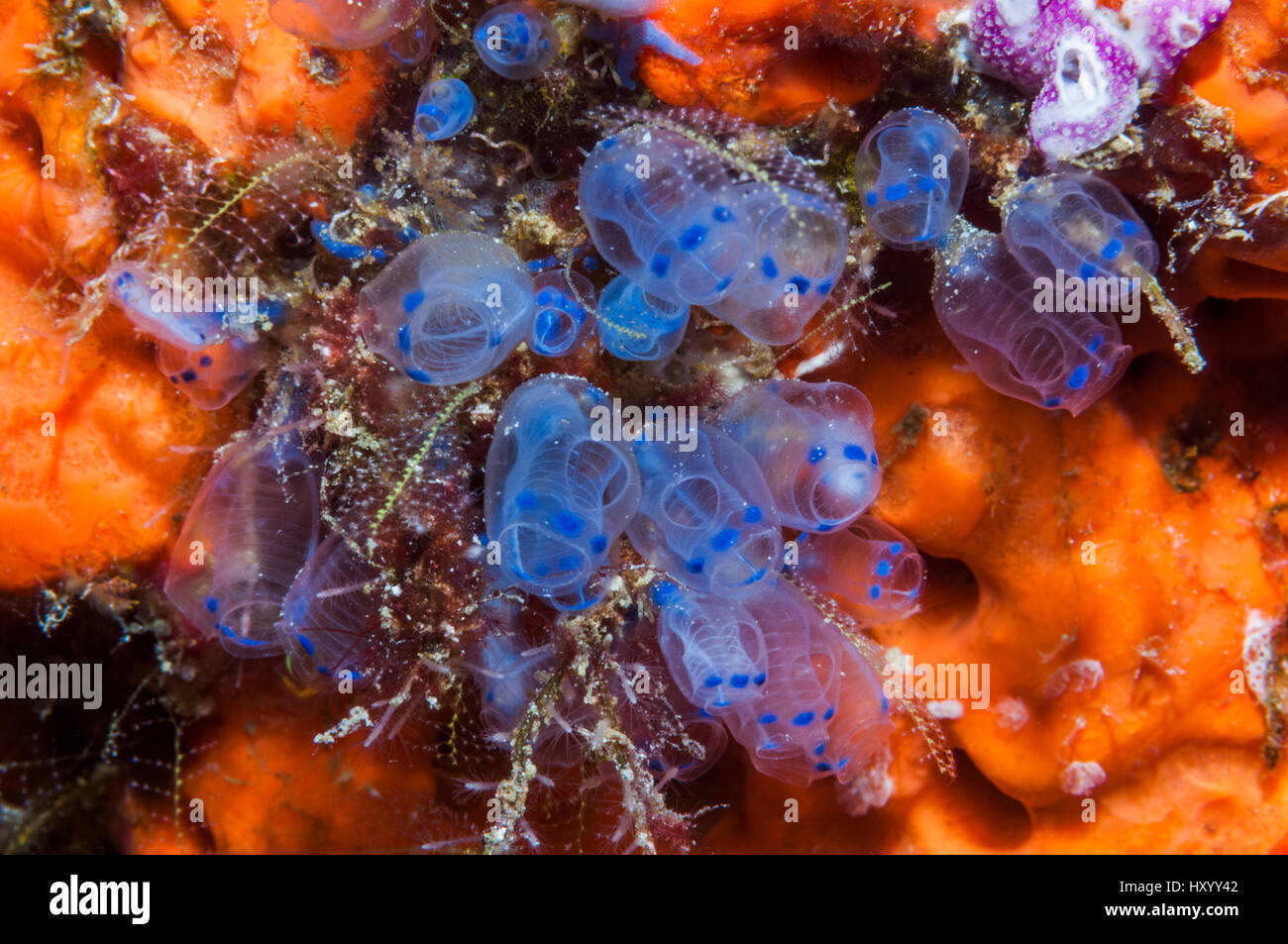 Clavelina moluccensis hi-res stock photography and images - Alamy