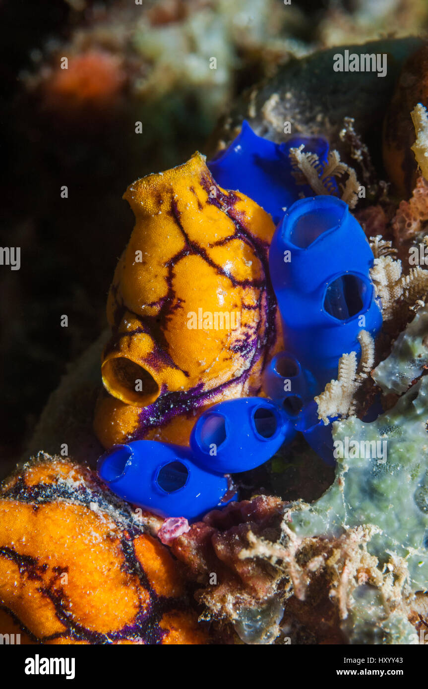 Sea sqirts or tunicates (Rhopalaea) and Golden sea squirt (Polycarpa ...