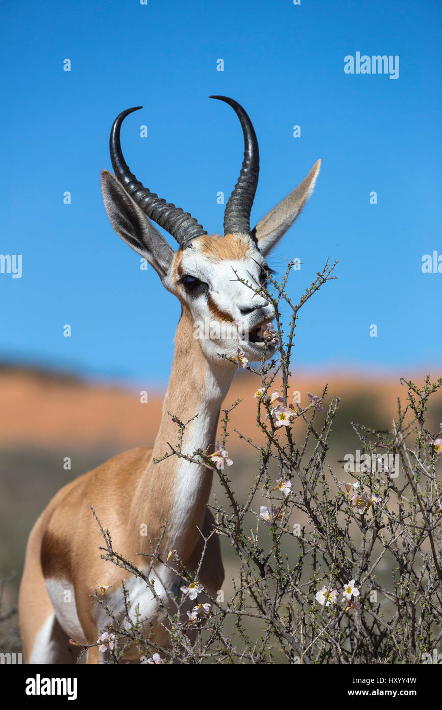 Springbok (Antidorcas marsupialis) eating Driedoring flowers (Rhigozum ...
