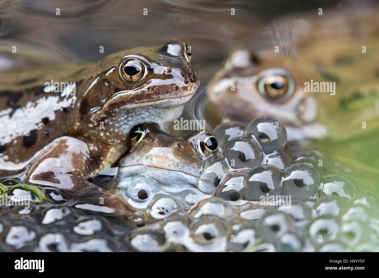 Common frogs (Rana temporaria) in spawning pond, Northumberland, UK ...
