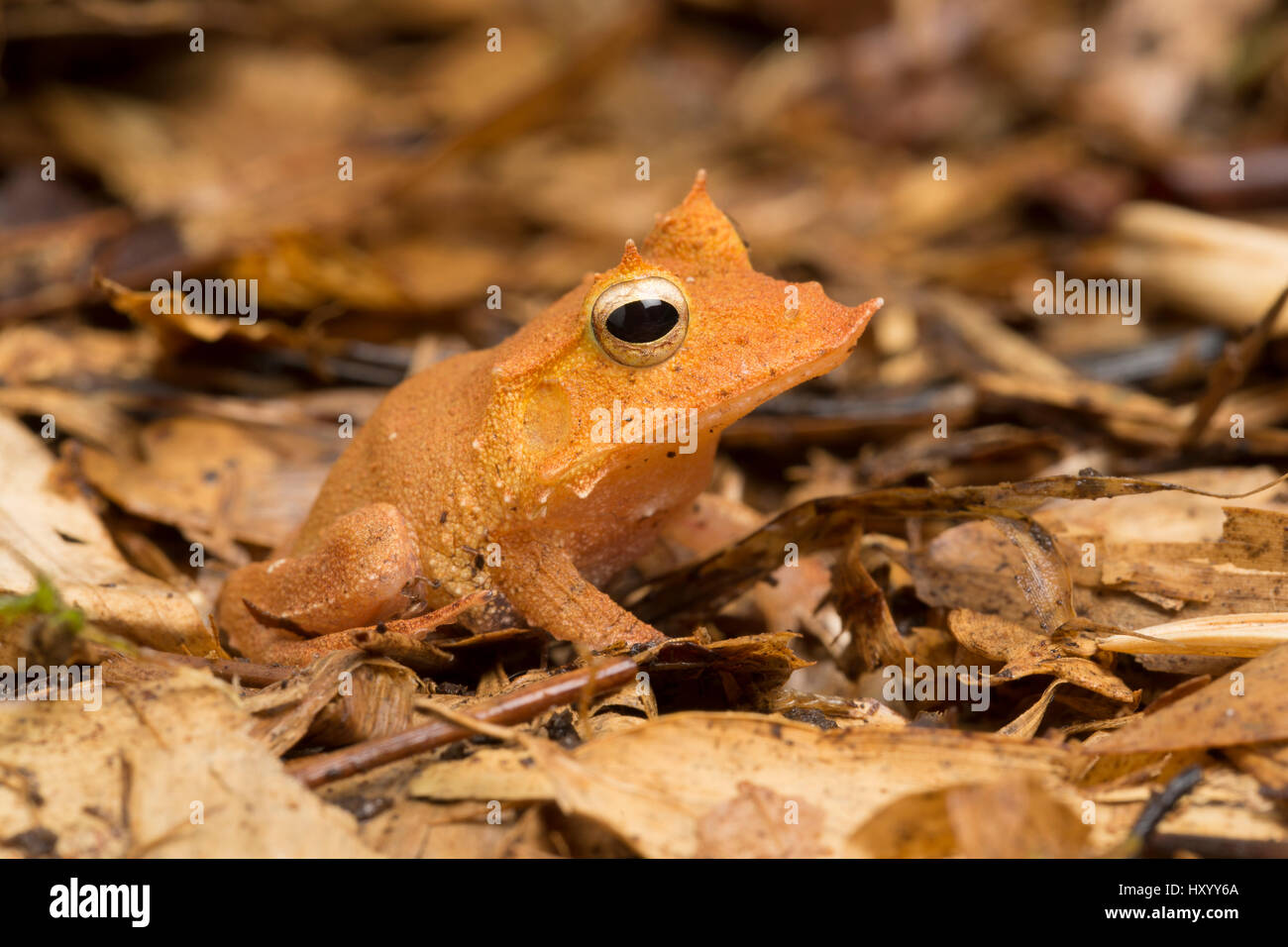 Frog alert hi-res stock photography and images - Alamy