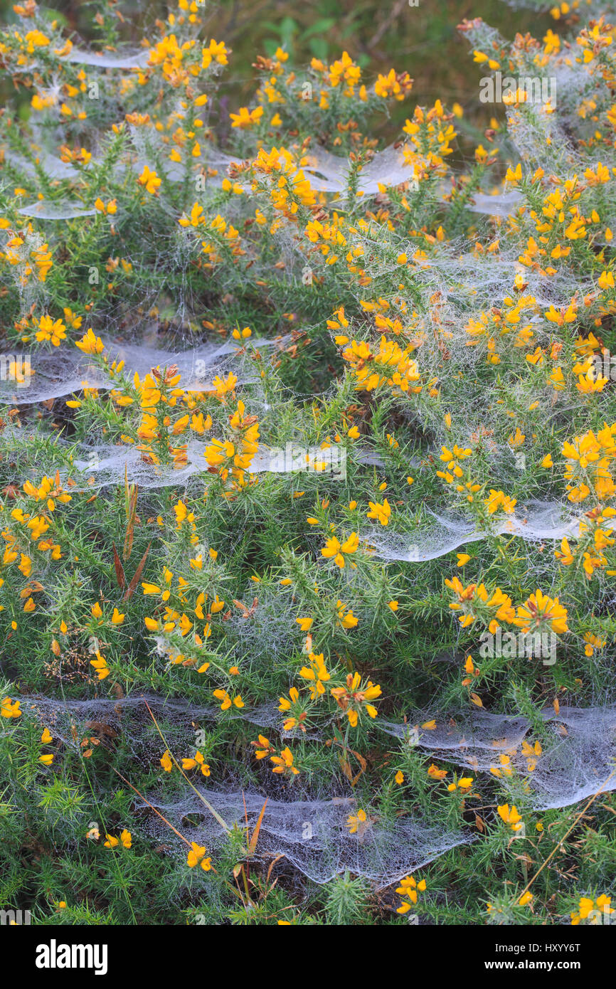 Spider webs covered in dew, on gorse (Ulex), October Stock Photo - Alamy