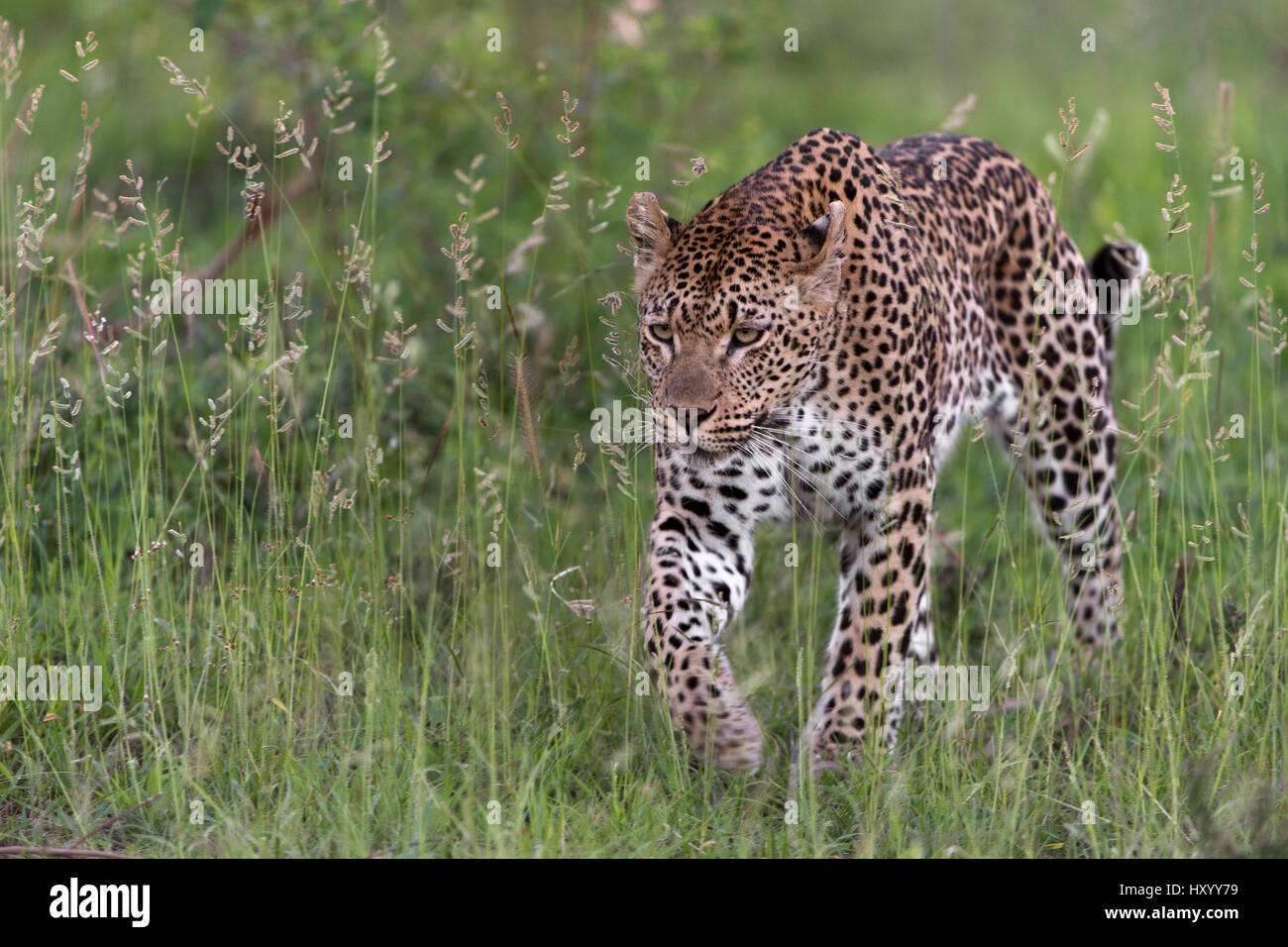 Leopard Stalking Prey High Resolution Stock Photography and Images - Alamy