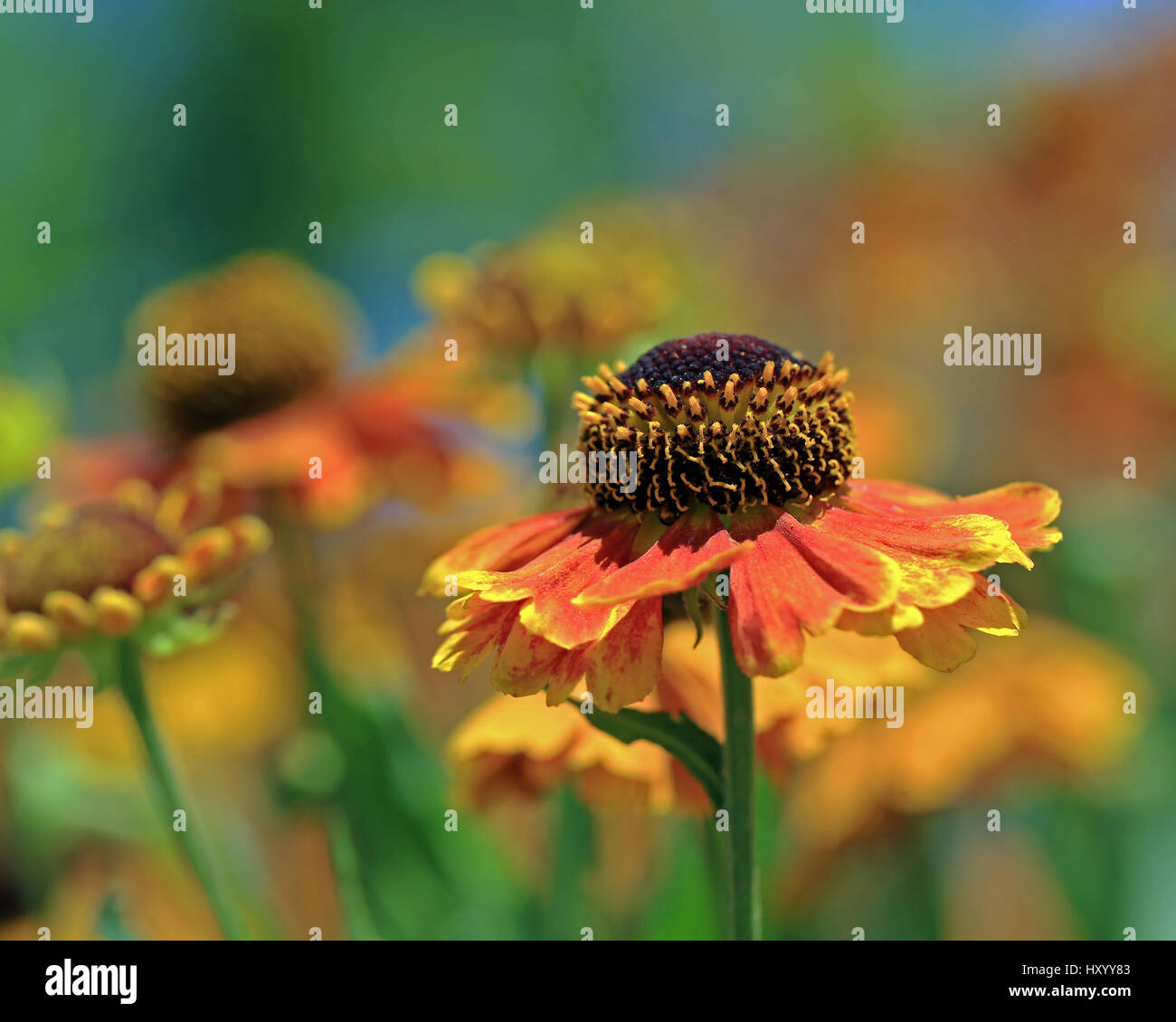 A native Iowa prairie plant Stock Photo - Alamy