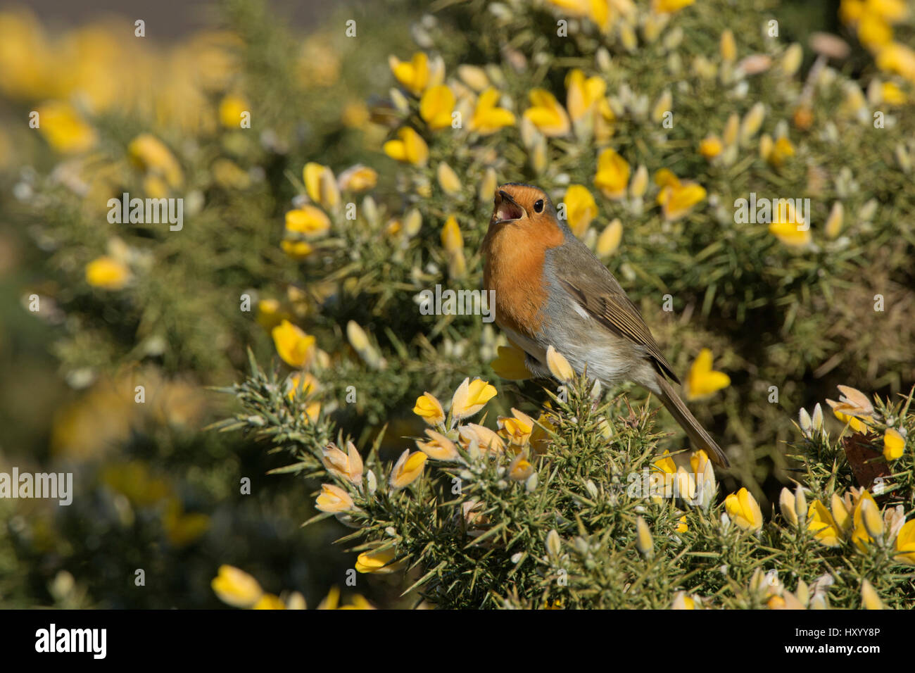 Robin in spring hi-res stock photography and images - Alamy