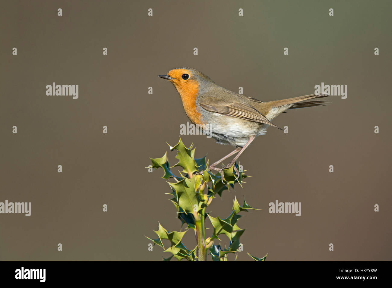 Robin on holly uk hi-res stock photography and images - Alamy
