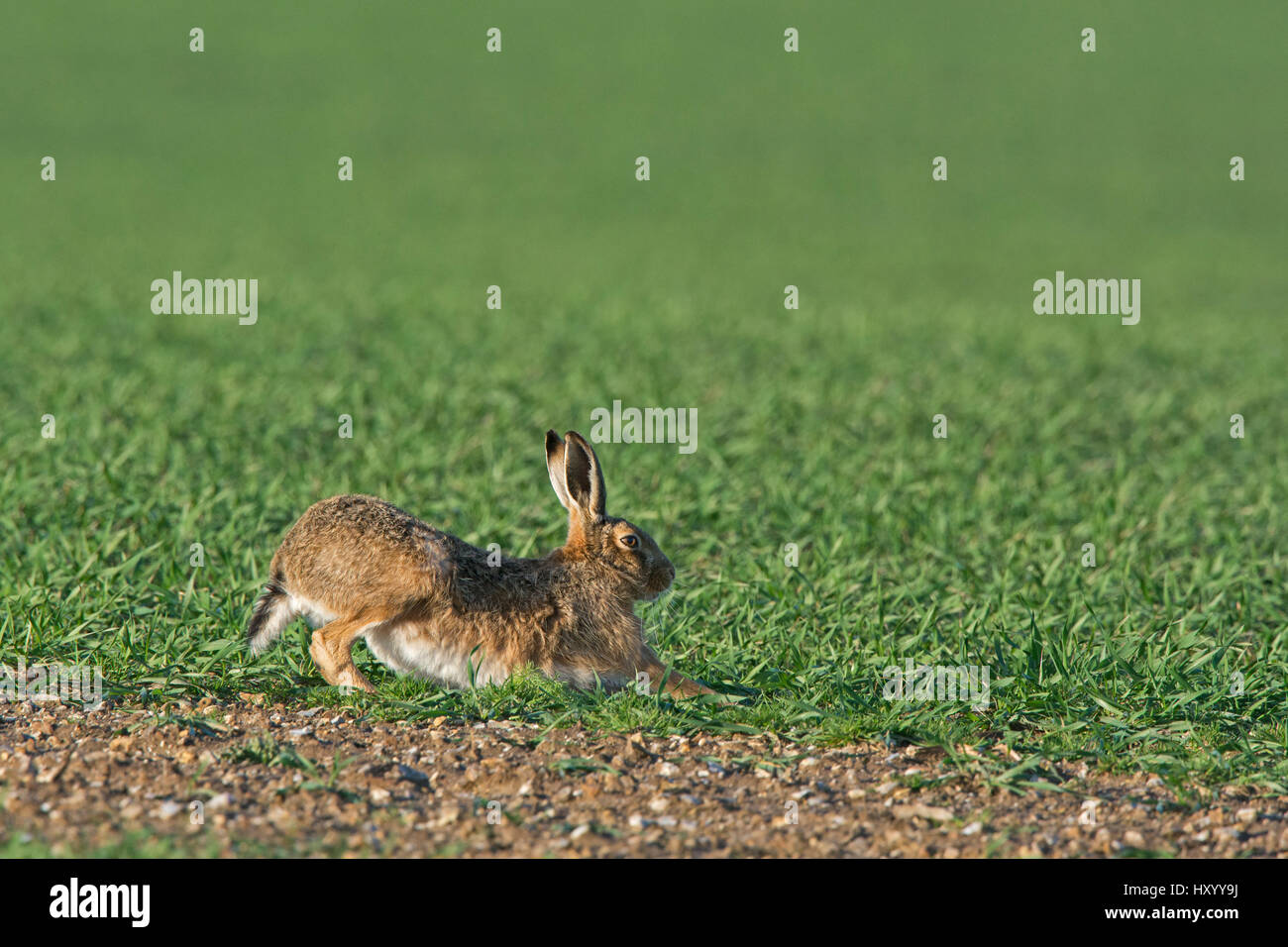 Animals stretching hi-res stock photography and images - Alamy