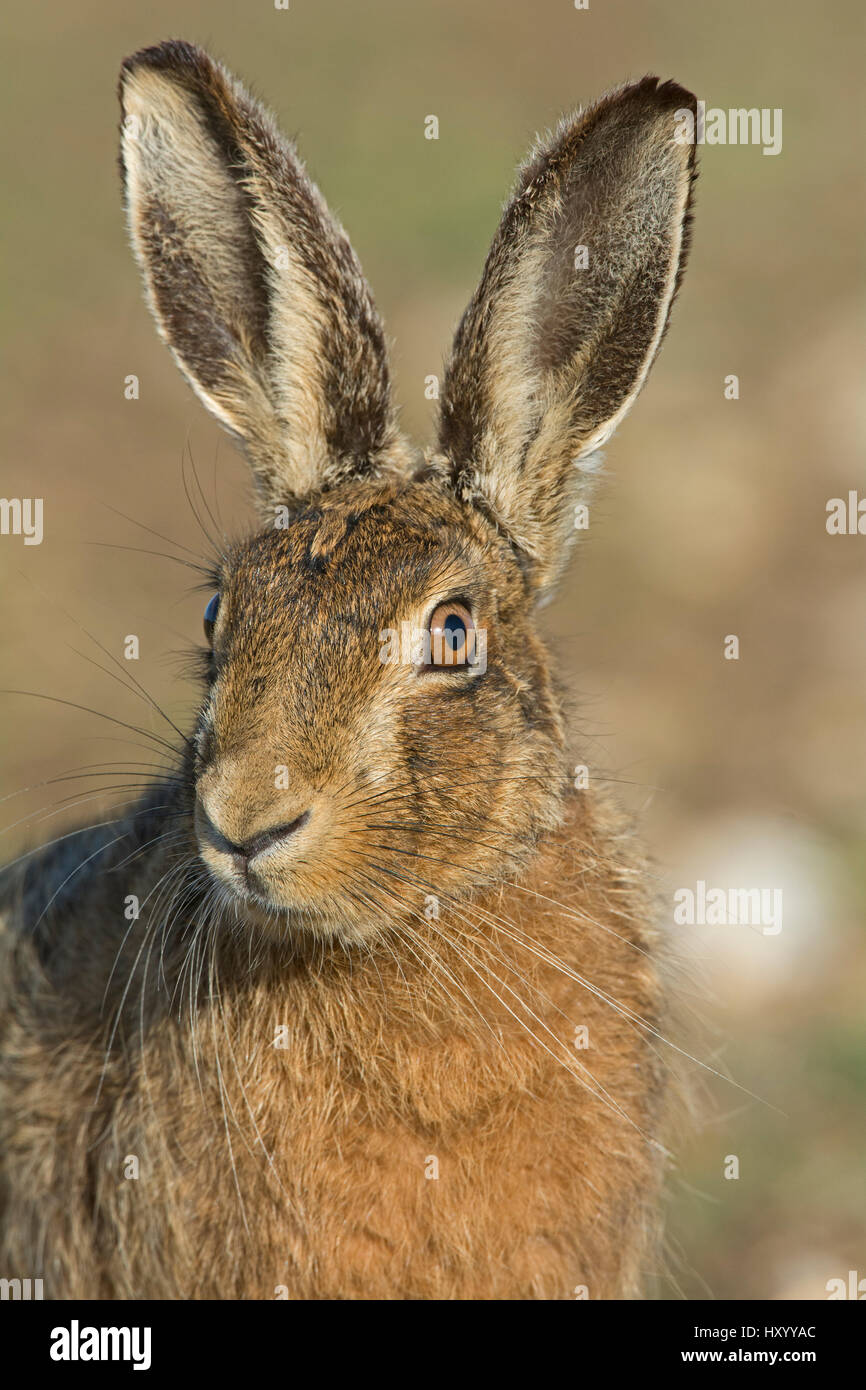 Hare Head