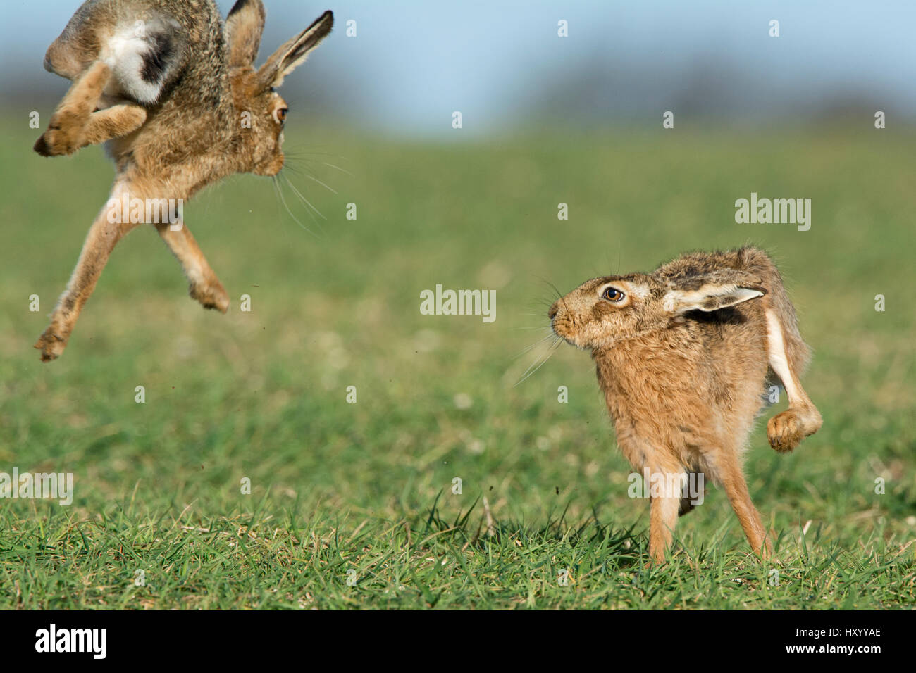 Brown hares (Lepus europaeus) boxing near Holt, Norfolk, England. UK ...