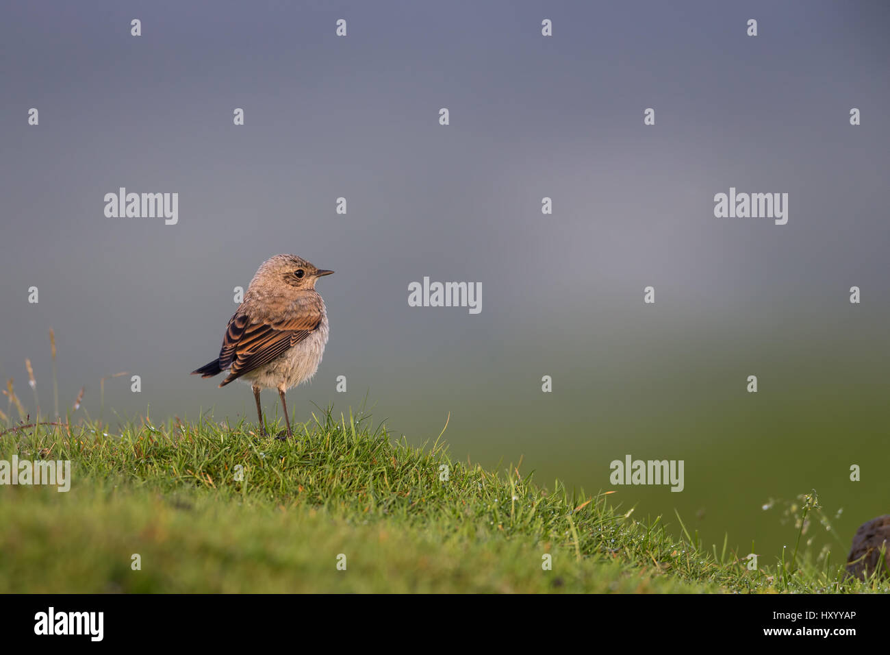 Baby wheatear hi-res stock photography and images - Alamy