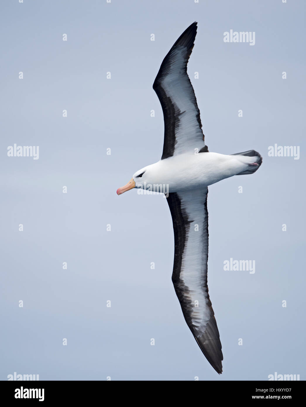 Black browed albatross hi-res stock photography and images - Alamy