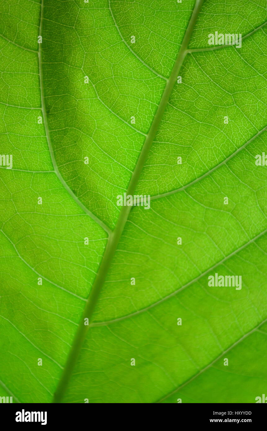 Leaf texture hi-res stock photography and images - Alamy