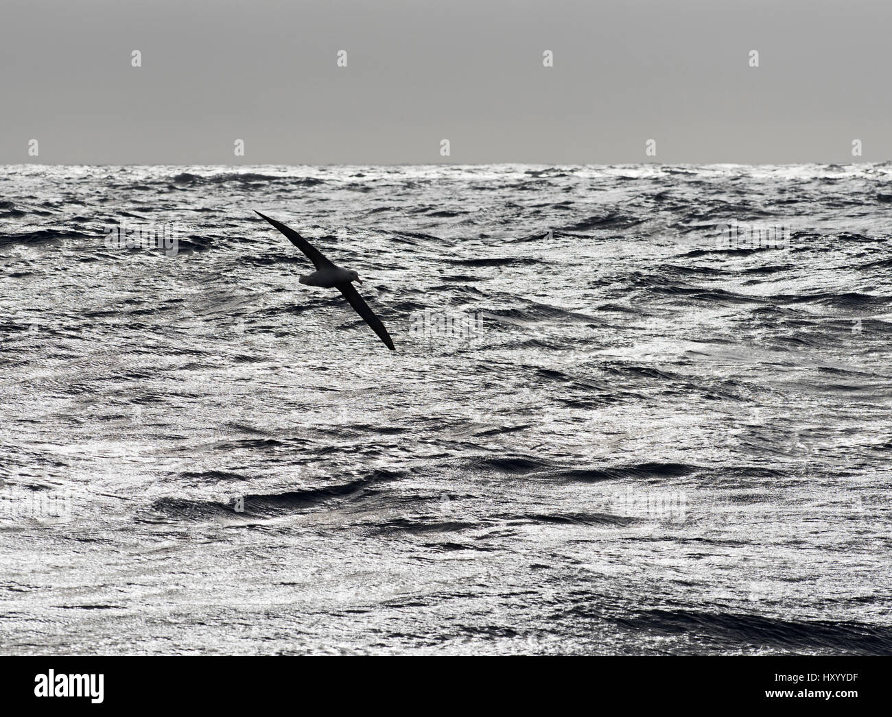 Diomedea Exulans The Wandering Albatross High Resolution Stock ...