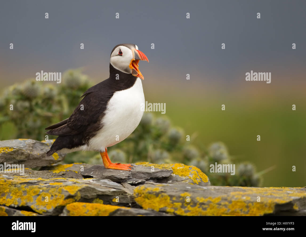 A Puffin, on the left, looking right with it's beak fully open perched ...