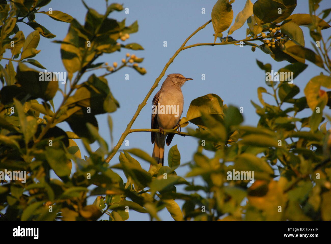 MOCKING BIRD IN TREE Stock Photo - Alamy