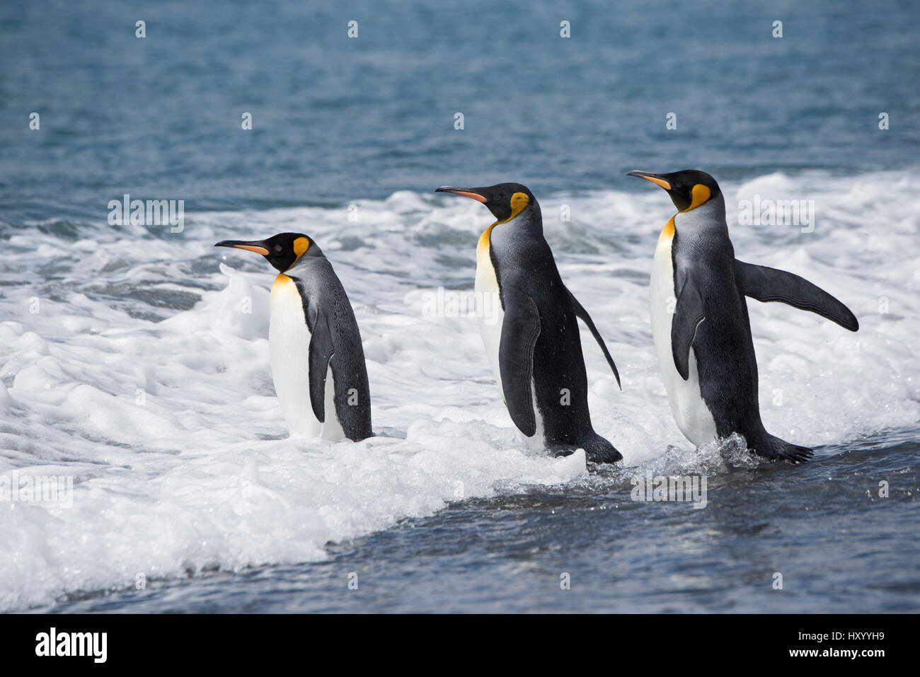 King penguin entering water hi-res stock photography and images - Alamy