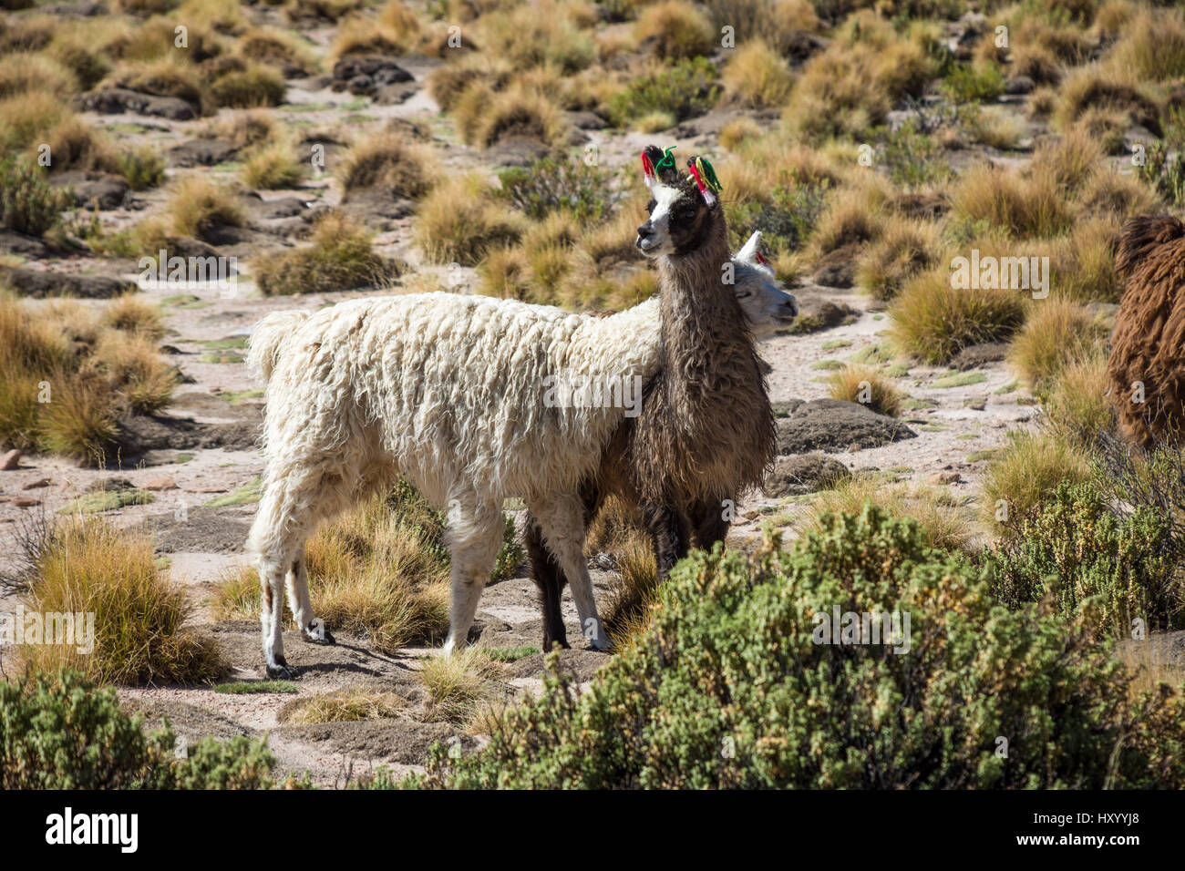 Two llamas play together on the Bolivian altiplano Stock Photo - Alamy