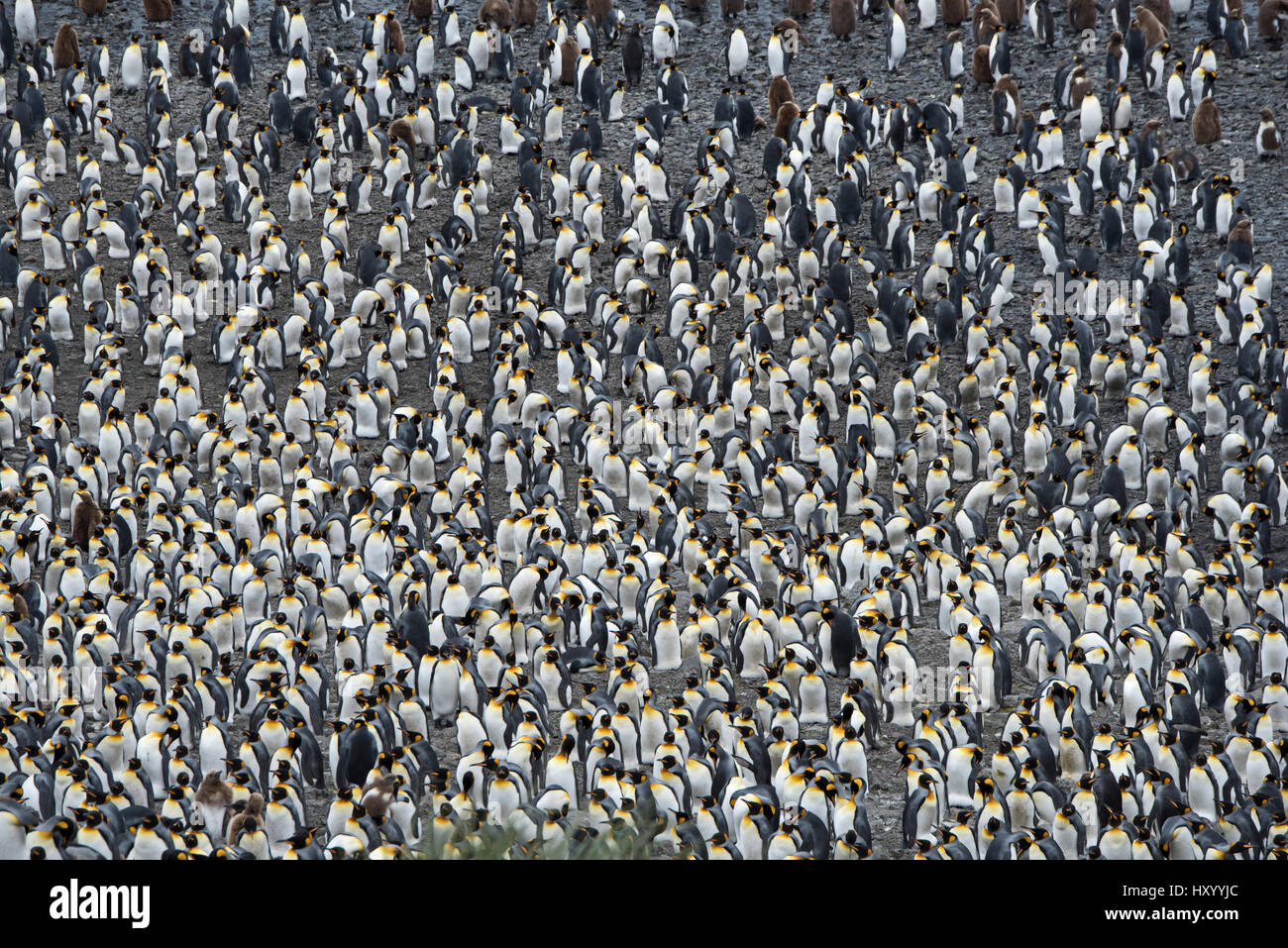 Large groups of king penguins hi-res stock photography and images - Alamy