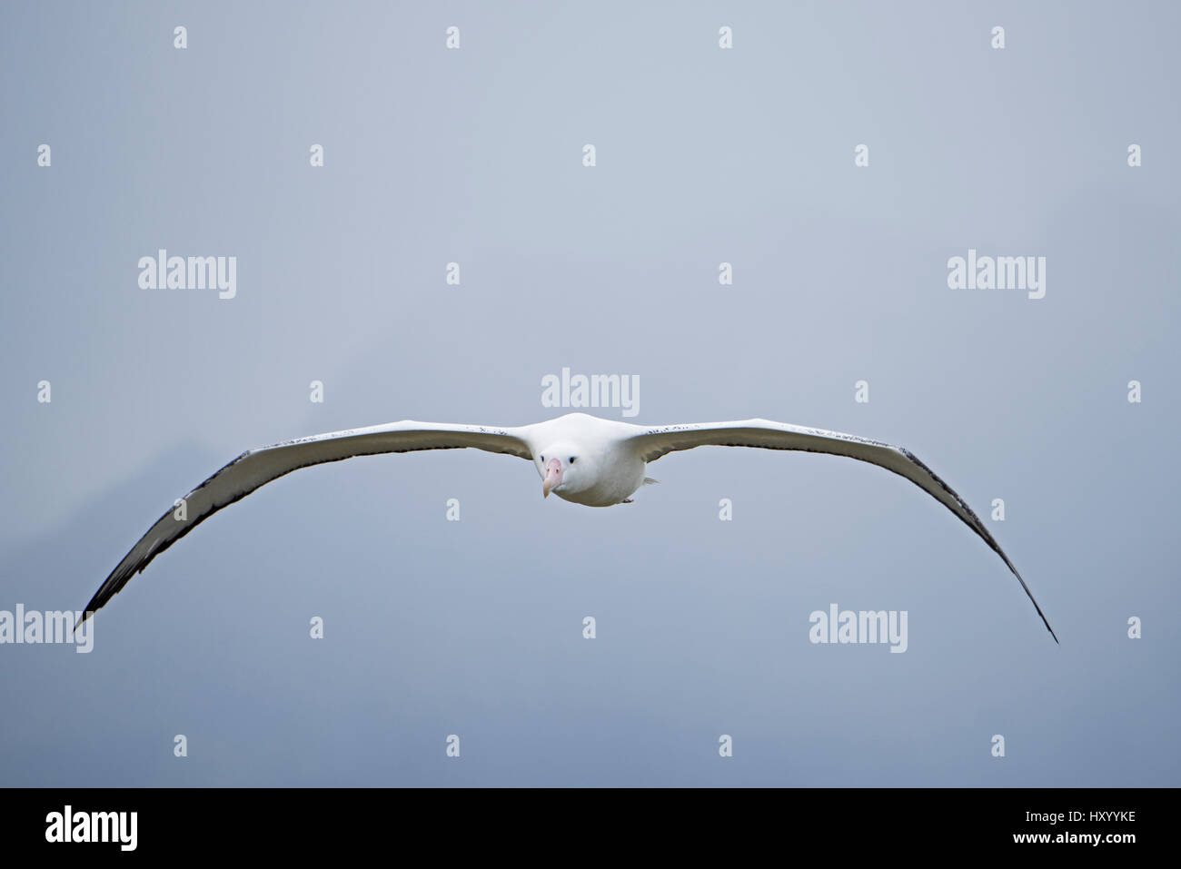 Wandering albatross (Diomedea exulans) in flight. Albatross Island ...