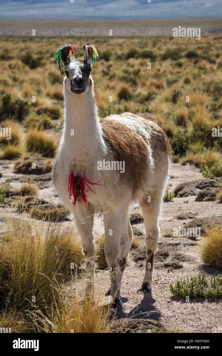 Indigenous patient hi-res stock photography and images - Alamy