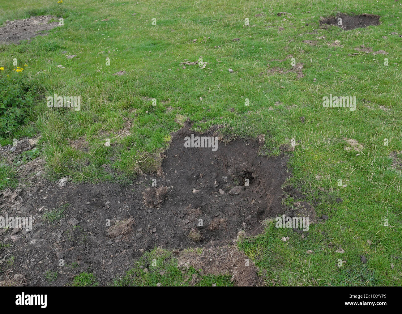 Badger damage hi-res stock photography and images - Alamy