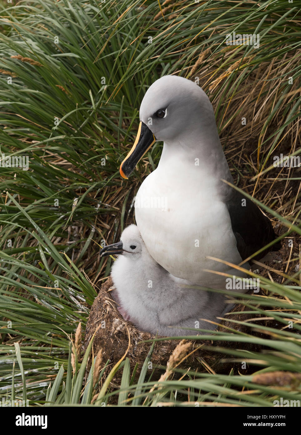Grey-headed albatross (Thalassarche chrysostoma) adult brooding chick ...
