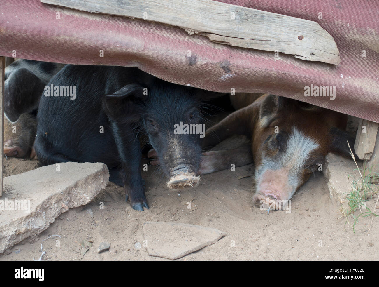 pigs resting near Viñales, Pinar del Rio Province, Cuba Stock Photo - Alamy