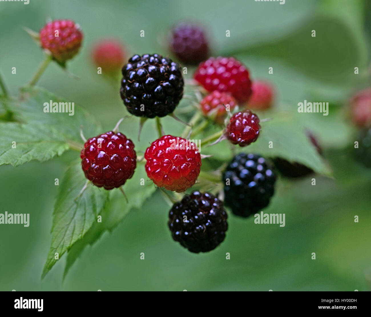Close up of black raspberries Stock Photo - Alamy