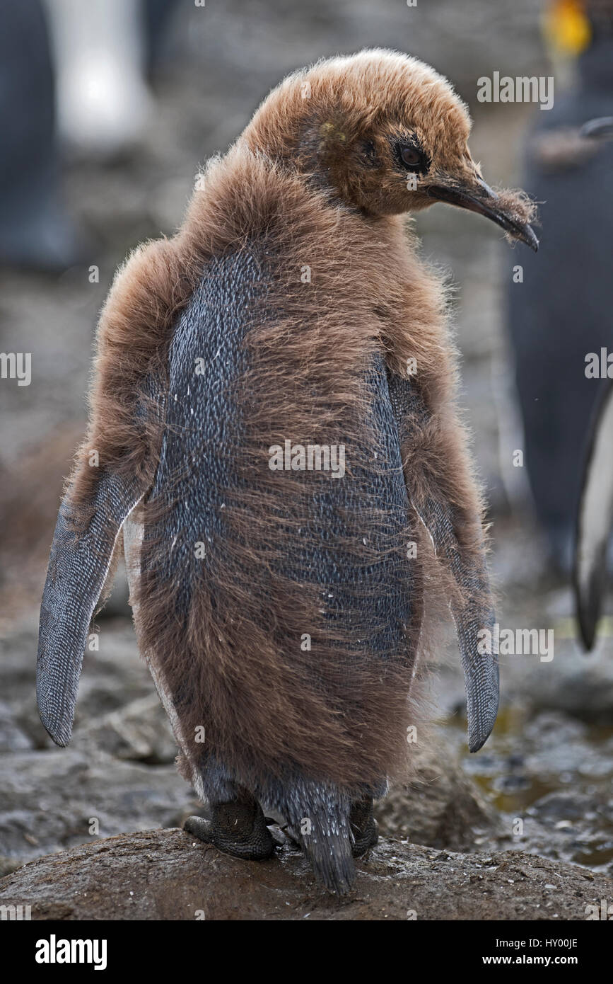Juvenile king penguin hi-res stock photography and images - Alamy
