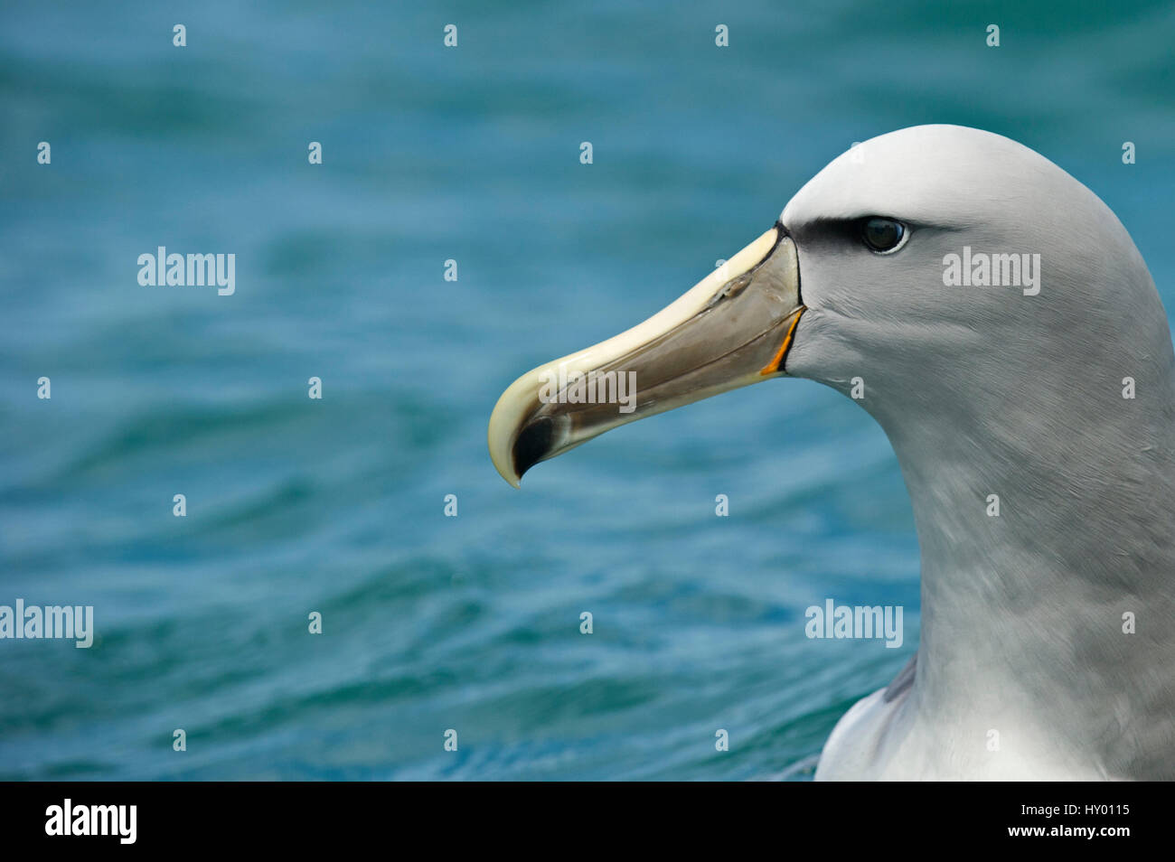 Albatross head hi-res stock photography and images - Alamy