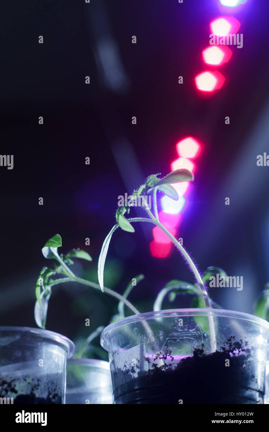 Tomato seedlings growing under a LED grow lamp Stock Photo - Alamy
