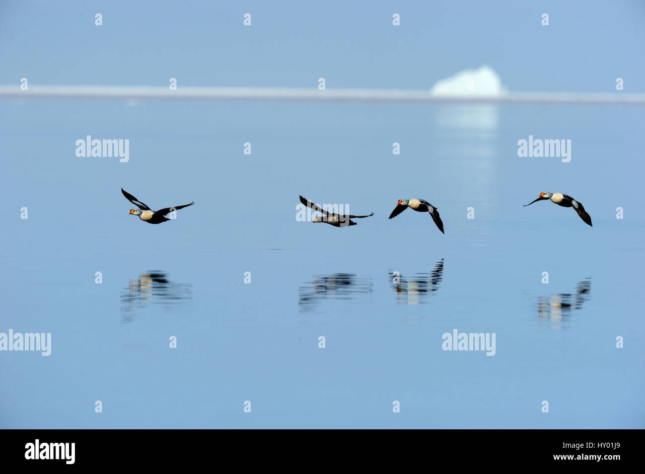 Duck flying over water hi-res stock photography and images - Alamy