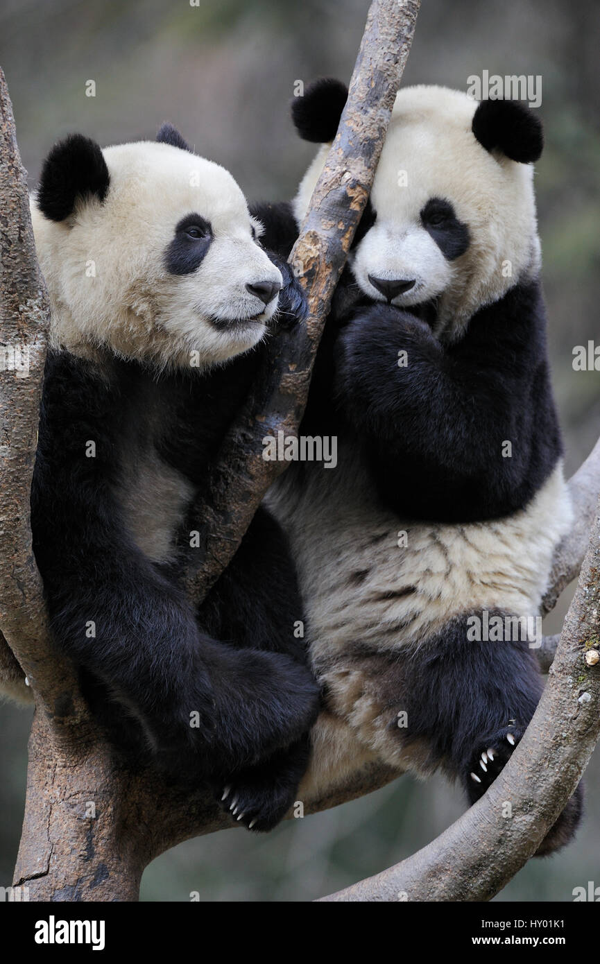 Two subadult Giant pandas (Ailuropoda melanoleuca) climbing in tree ...