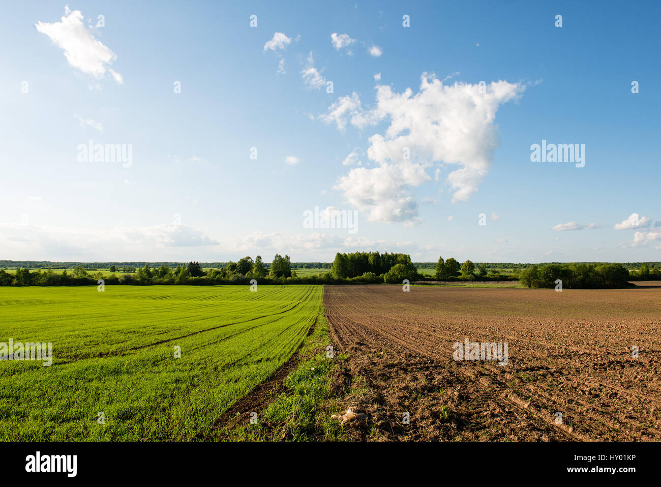 cultivated field and blue sky with sun in summer Stock Photo - Alamy