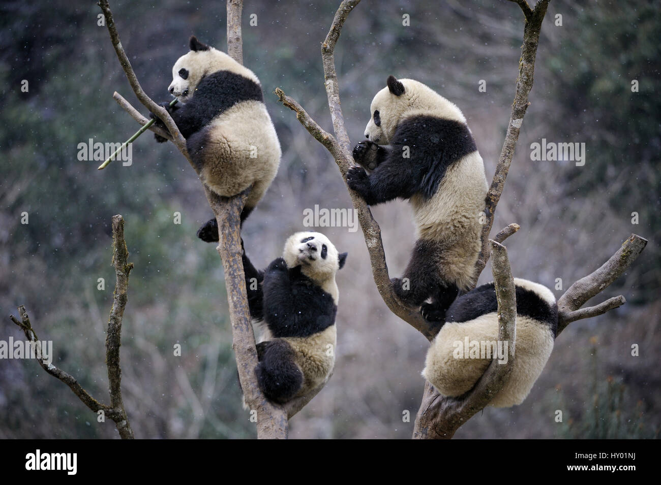 Four subadult Giant pandas (Ailuropoda melanoleuca) climbing in tree ...