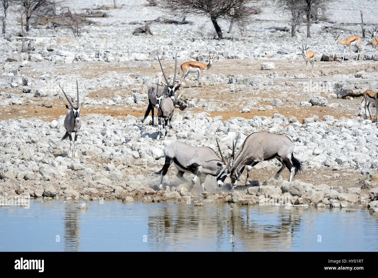Springbok fighting hi-res stock photography and images - Alamy