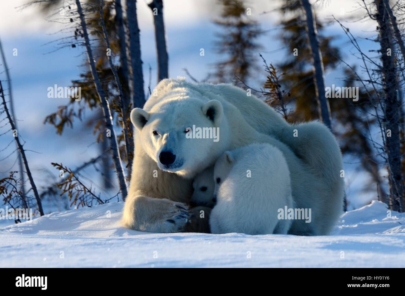 Polar bear mother (Ursus maritimus) with two 3 month cubs, coming out of den. Wapusk National ...