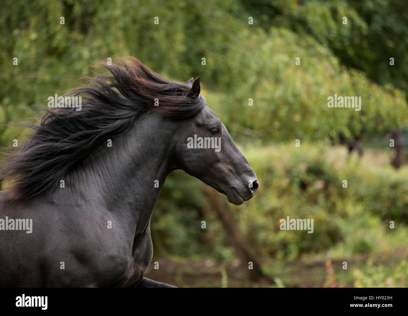 The merens horse hi-res stock photography and images - Alamy