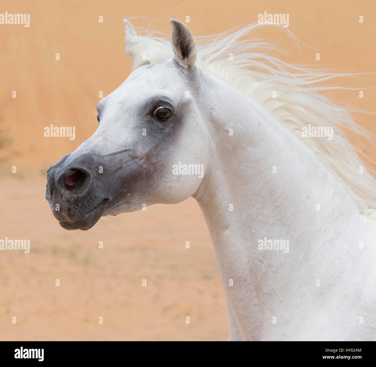 Head portrait of grey Arabian stallion in desert dunes near Dubai ...