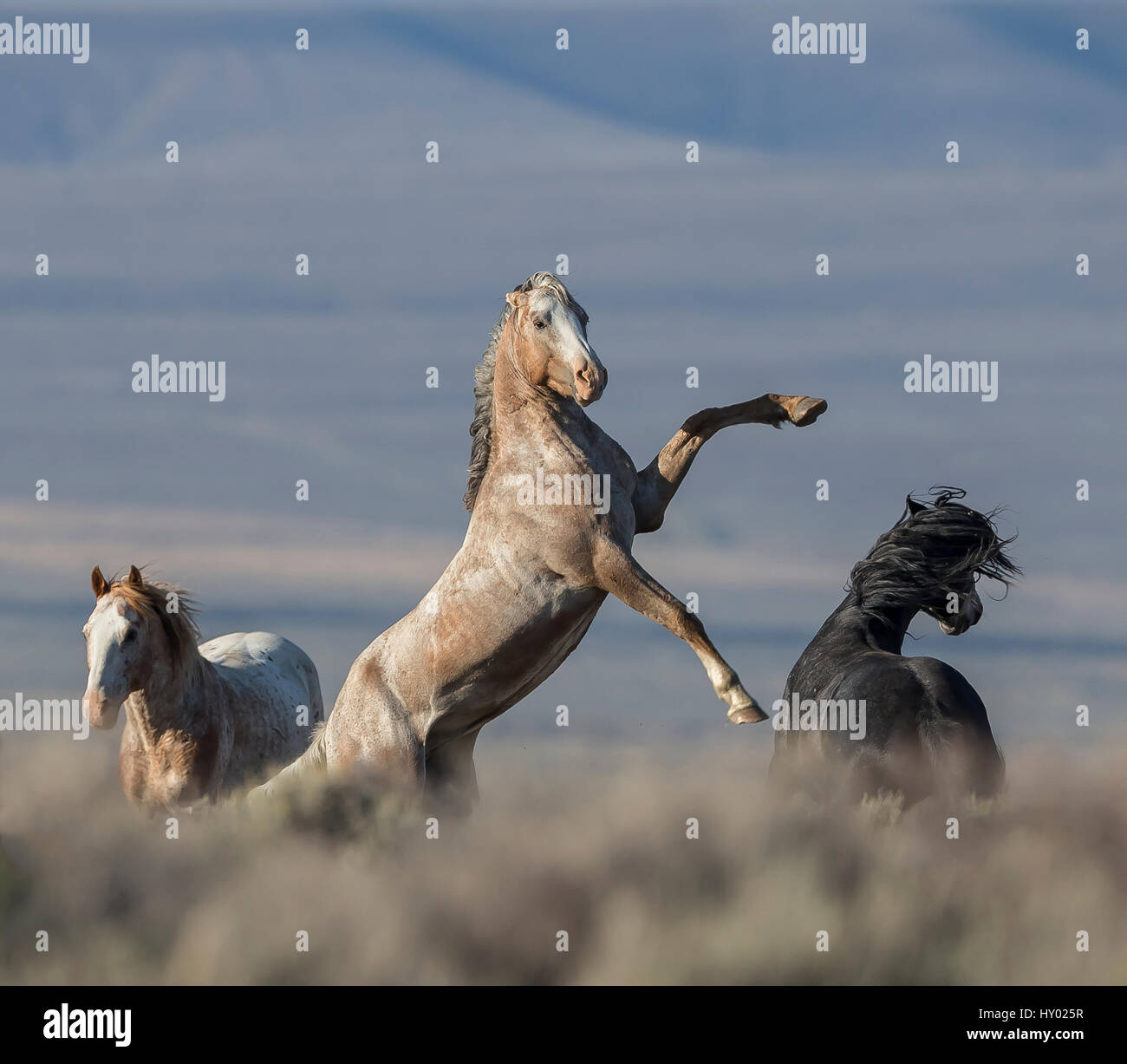 Wild Mustang North America High Resolution Stock Photography and Images ...