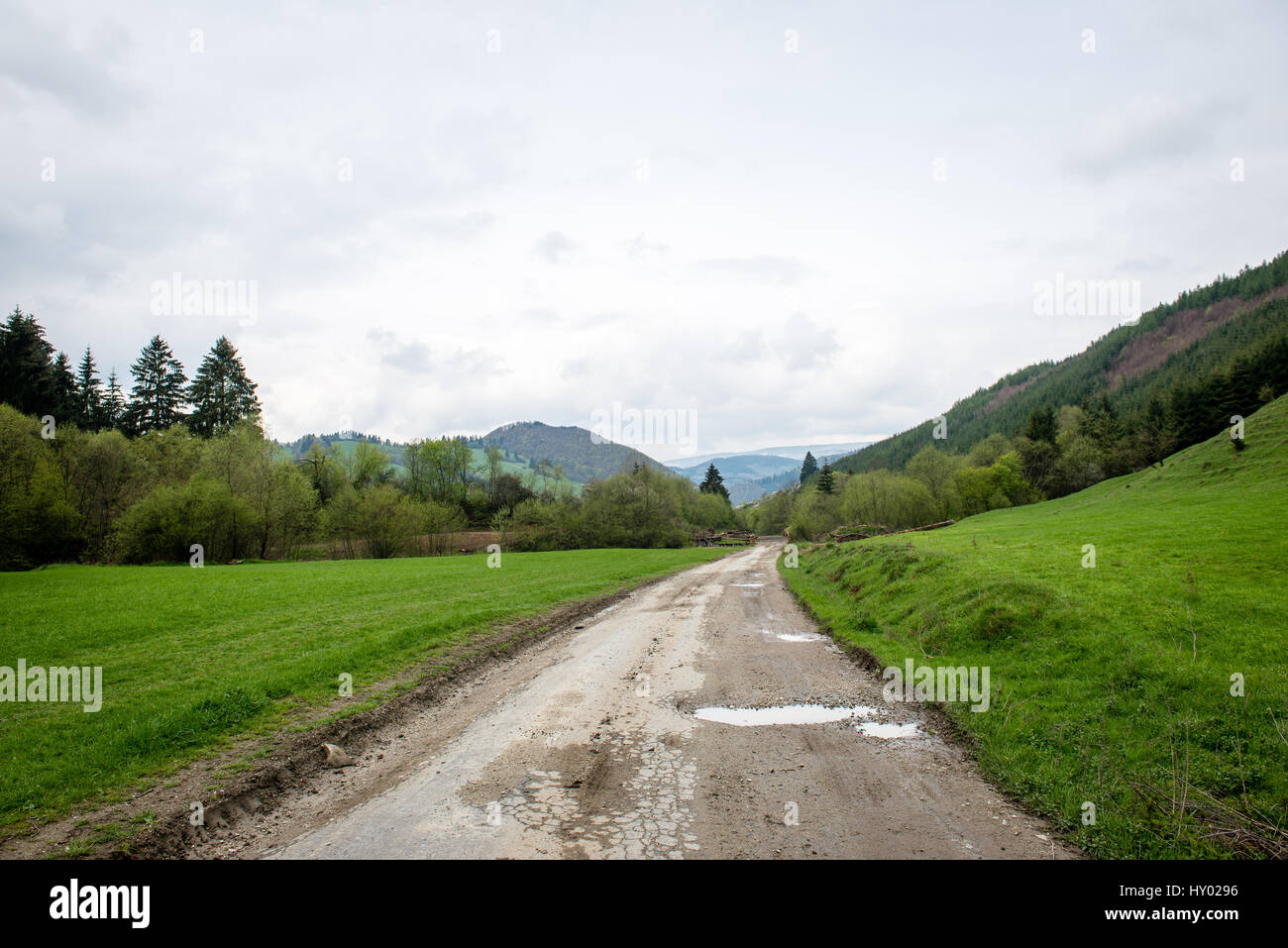 simple country road in summer at countryside with trees around Stock ...