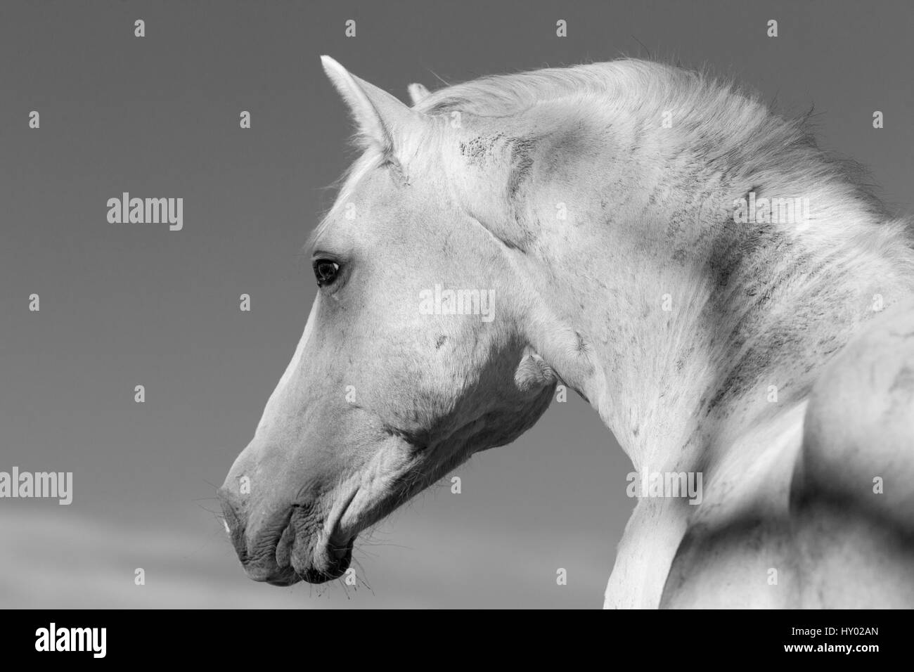 Mustang head hi-res stock photography and images - Alamy