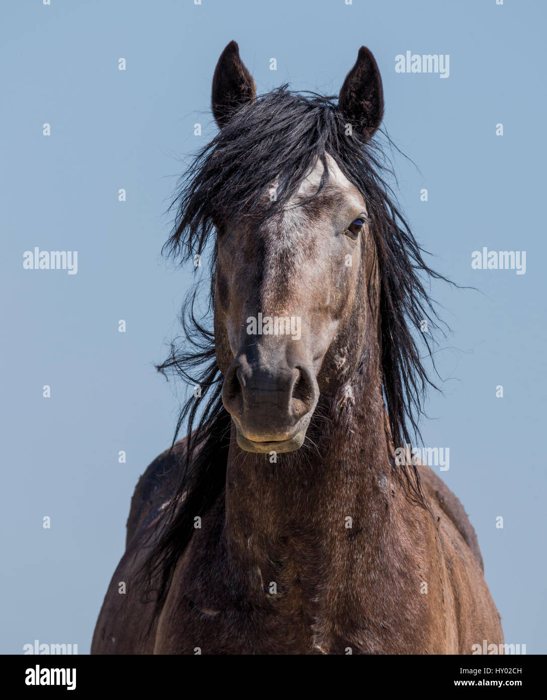 Wild Mustang North America High Resolution Stock Photography and Images ...