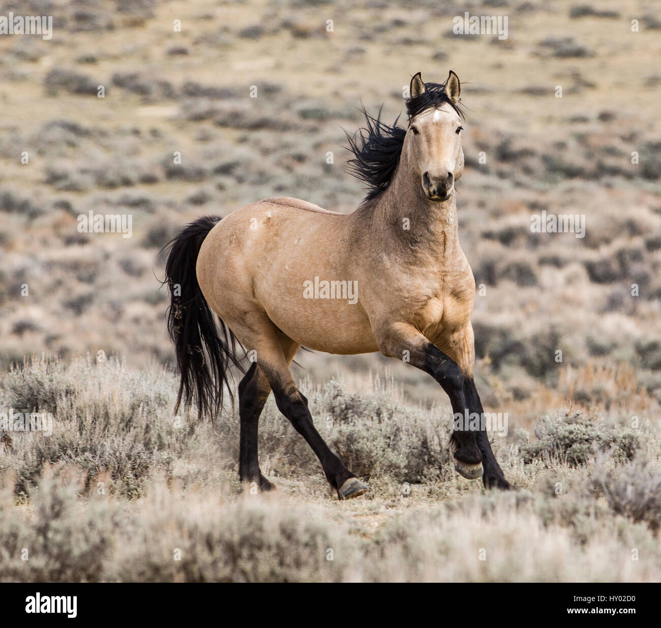 Wild Horse Stallion