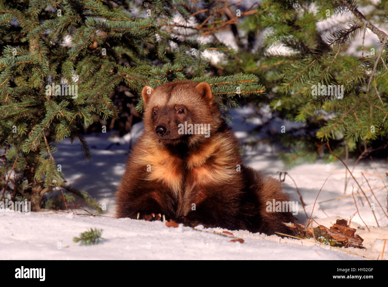 Wolverine (Gulo gulo) on snow, captive Stock Photo - Alamy
