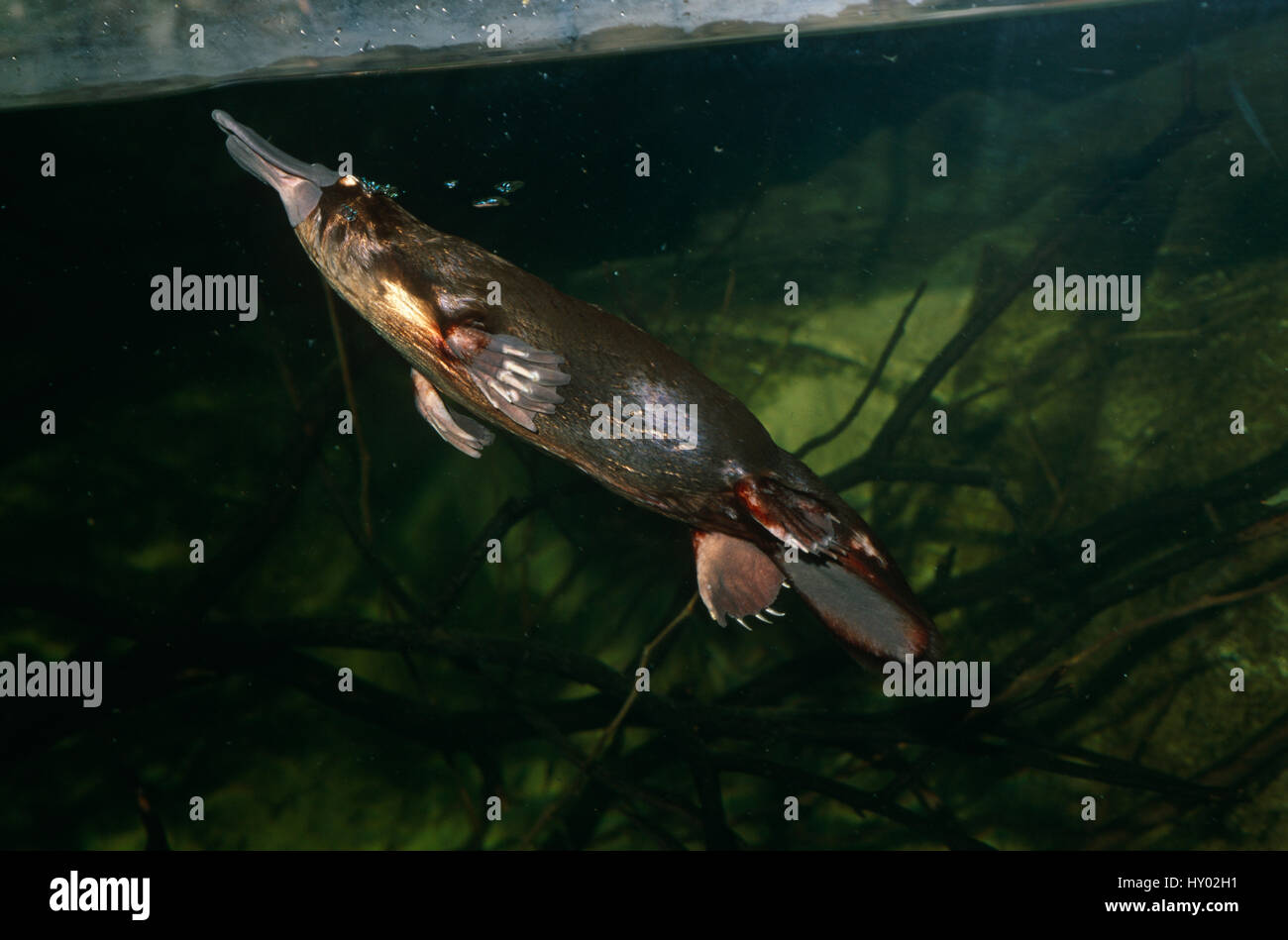 Platypus (Ornithorhynchus anatinus) swimming underwater. Sydney ...