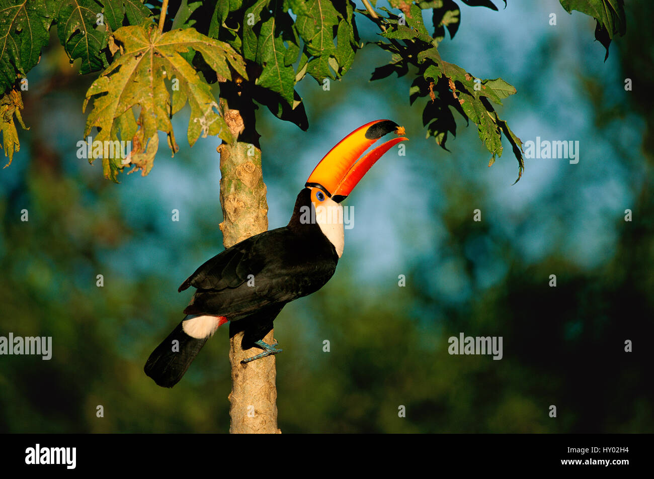 Toco toucan feeding in tree (Ramphastos toco). Pantanal, Mato Grosso ...