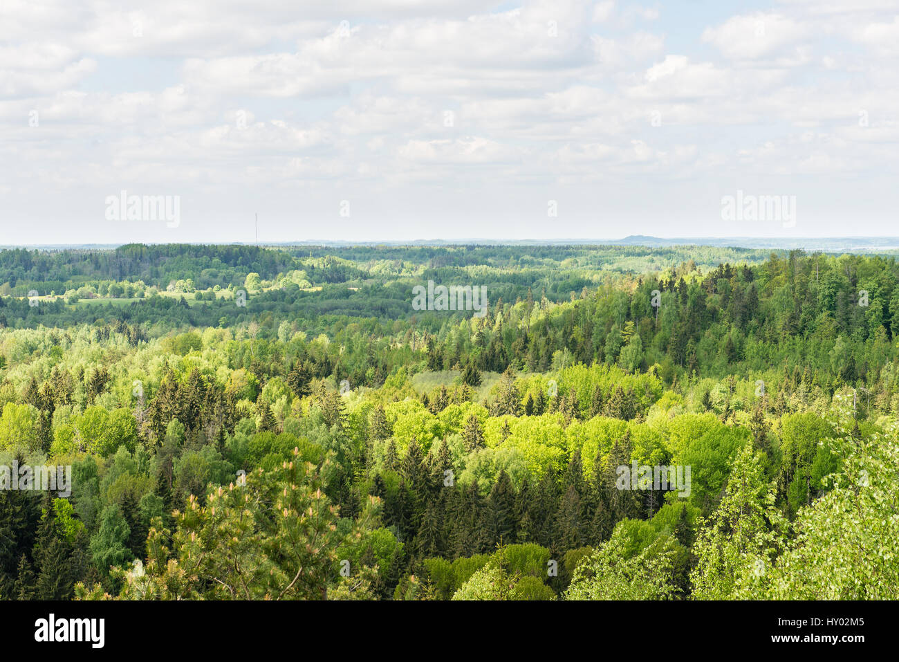 Endless forests in sunny day with perspective in color Stock Photo - Alamy