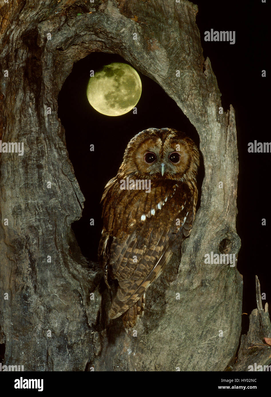 Owl with moon hi-res stock photography and images - Alamy